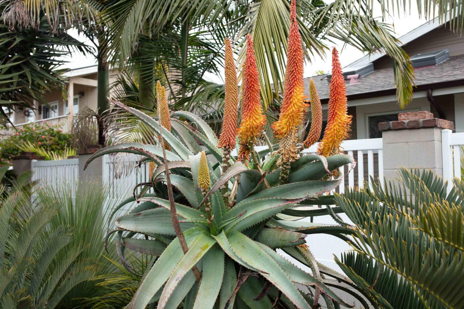 Aloe Id’s? - TROPICAL LOOKING PLANTS - Other Than Palms - PalmTalk