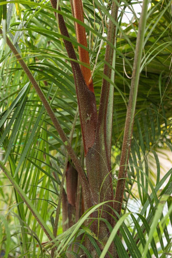 Is the real dypsis heteromorpha in cultivation anywhere? - Page 2 ...