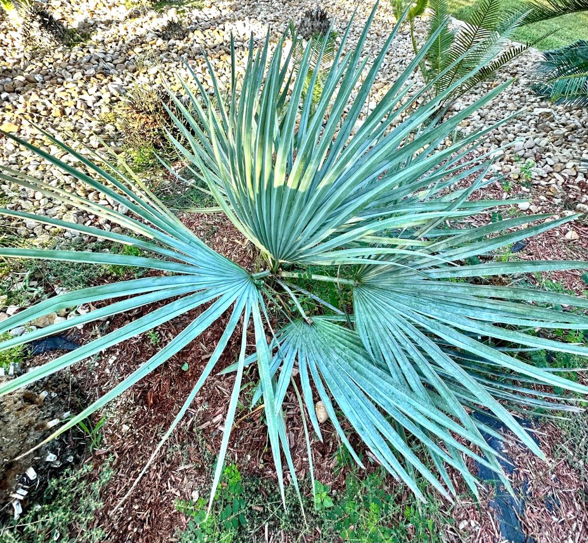 Zone 8 brahea decumbens. - COLD HARDY PALMS - PalmTalk