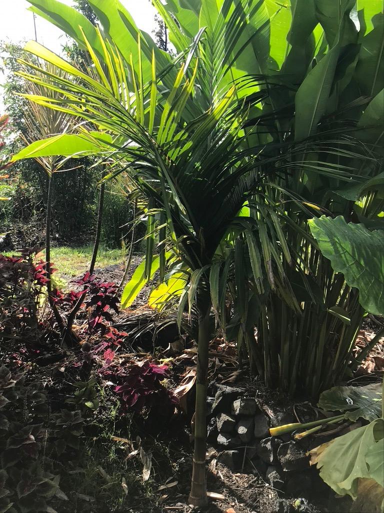 A few no longer thirsty 2 year olds... - DISCUSSING PALM TREES ...