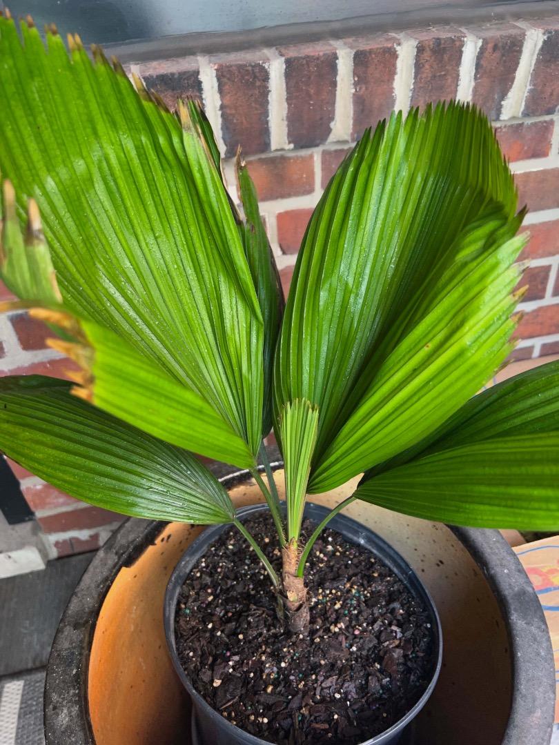 Indoor Licuala grandis in cold climate (Zone 5a) using Pal Meir soil ...