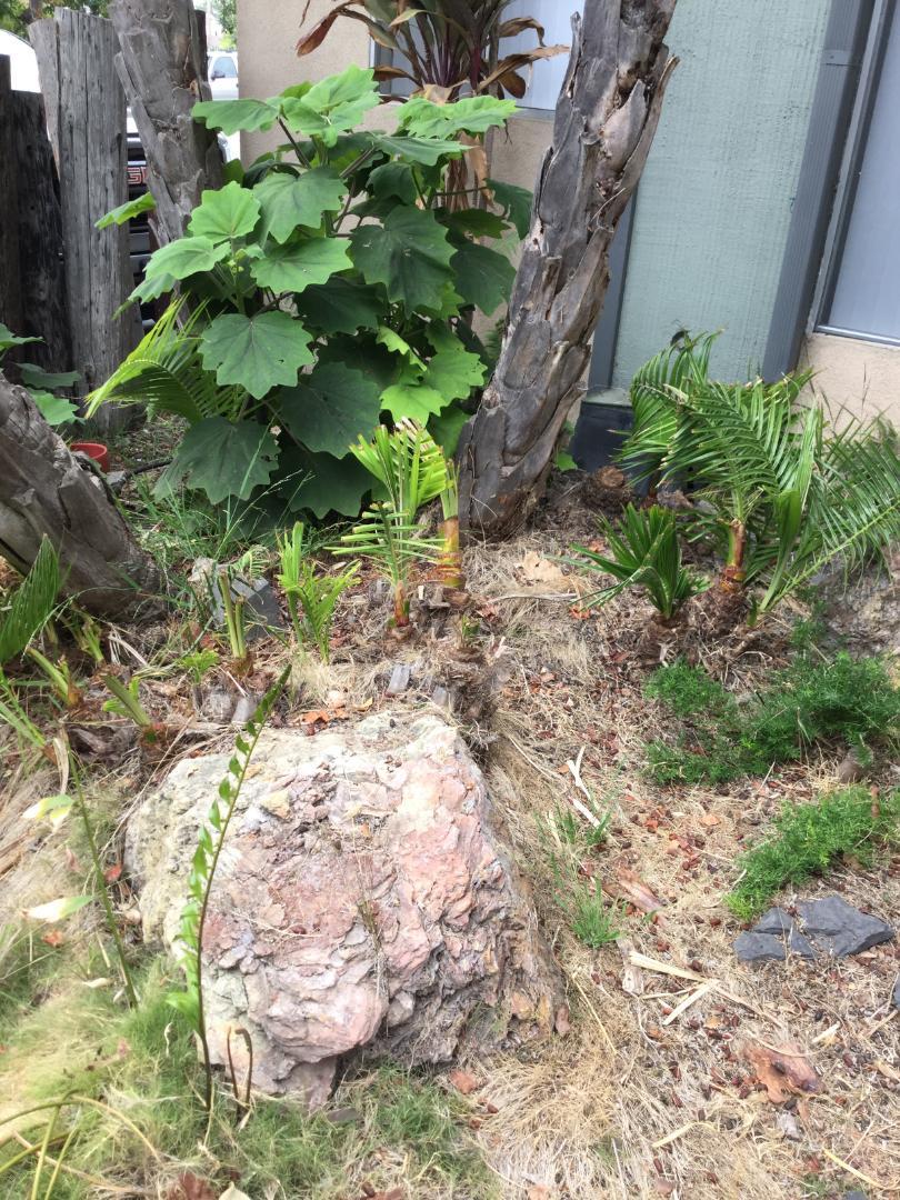 Need help to identify and tips for care - DISCUSSING PALM TREES ...