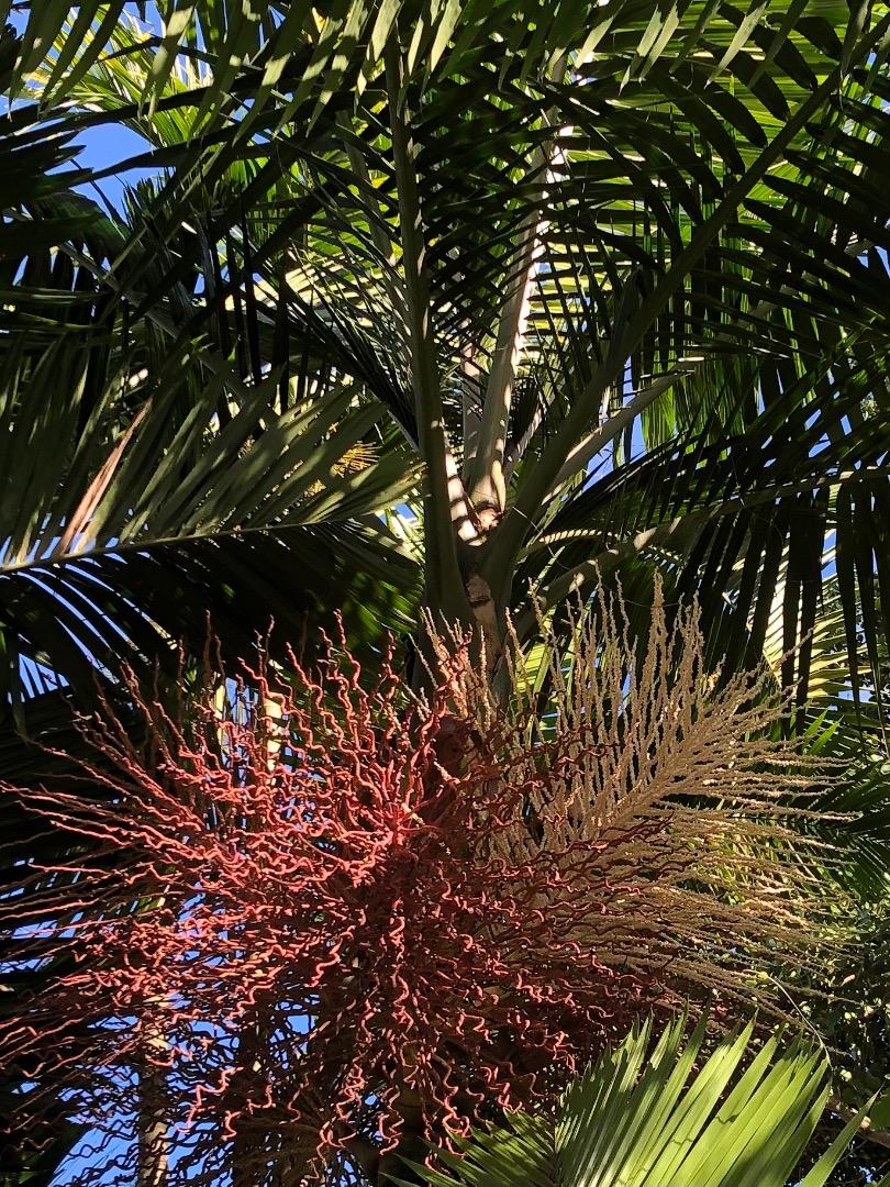 Prestoea acuminata montana - DISCUSSING PALM TREES WORLDWIDE - PalmTalk