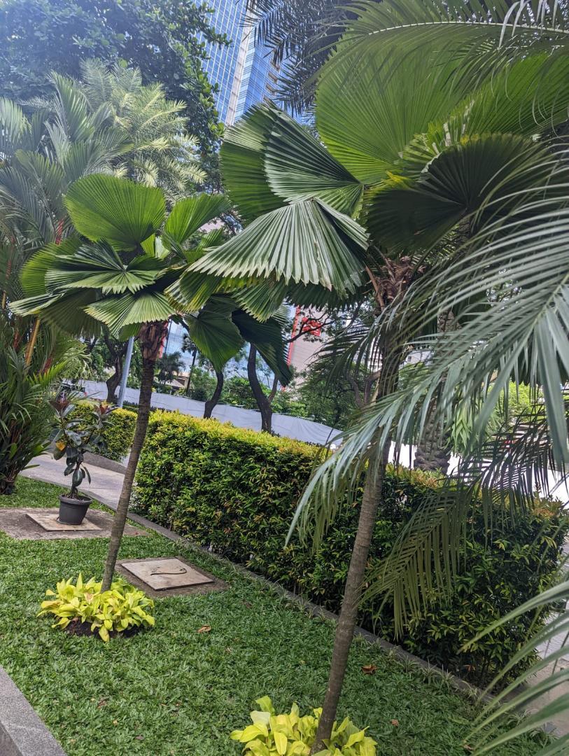 Post your Licuala grandis - DISCUSSING PALM TREES WORLDWIDE - PalmTalk