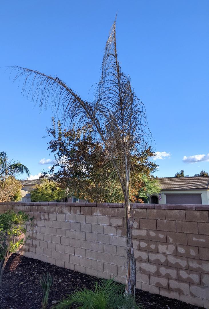 What happened to this Queen and can it be saved? - DISCUSSING PALM ...
