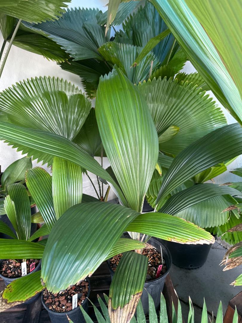 Calling all Sabinaria magnifica growers!!! - Page 2 - DISCUSSING PALM ...