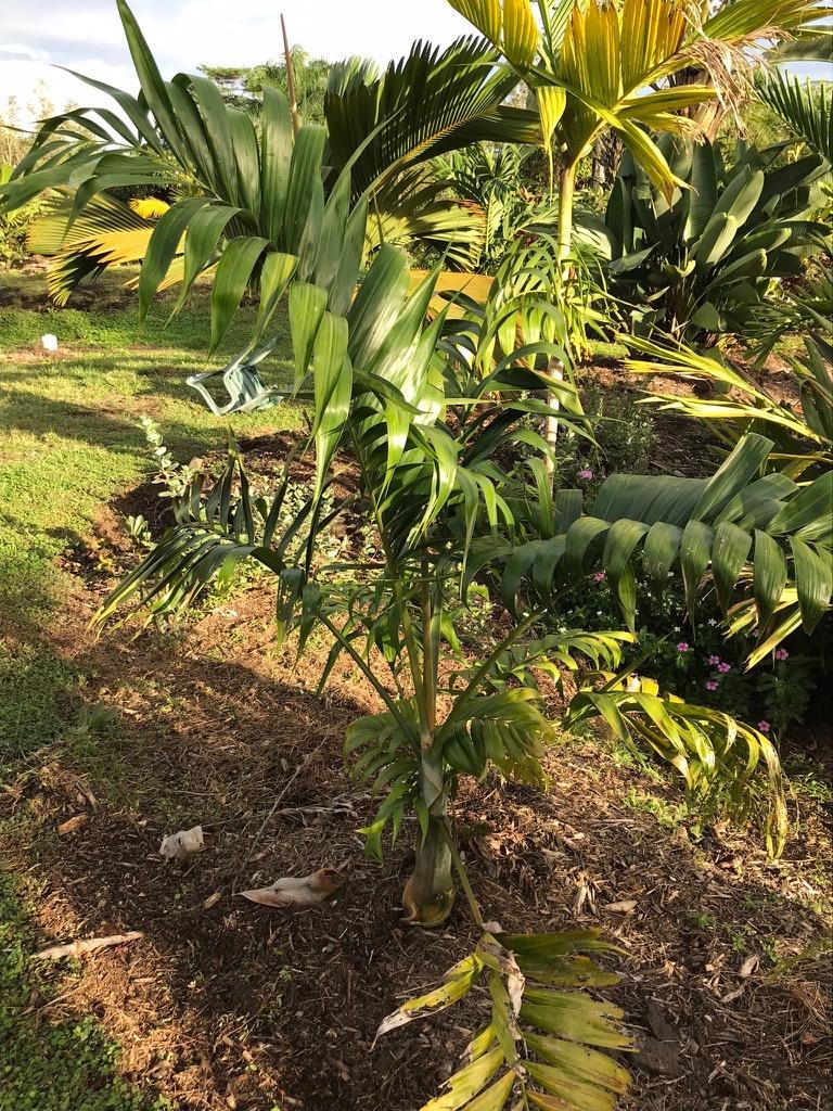 A few no longer thirsty 2 year olds... - DISCUSSING PALM TREES ...