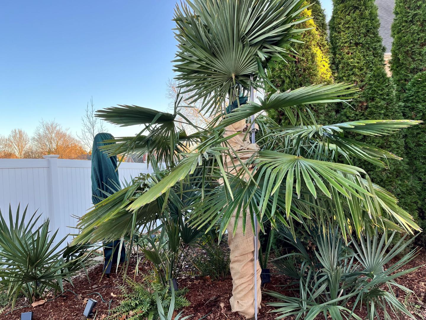 Queen Palm Protection Issues - COLD HARDY PALMS - PalmTalk