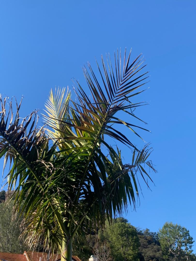 Dark Brown tinting on Royal Fronds - DISCUSSING PALM TREES WORLDWIDE ...