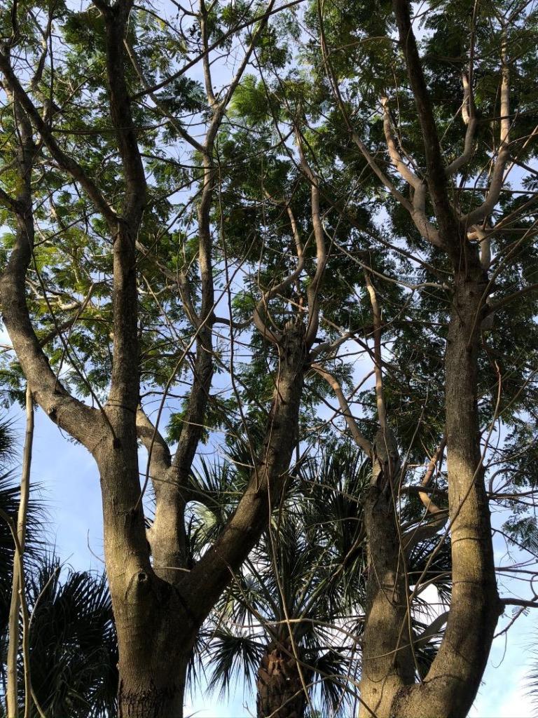 Post your Copper Pod Trees - TROPICAL LOOKING PLANTS - Other Than Palms ...