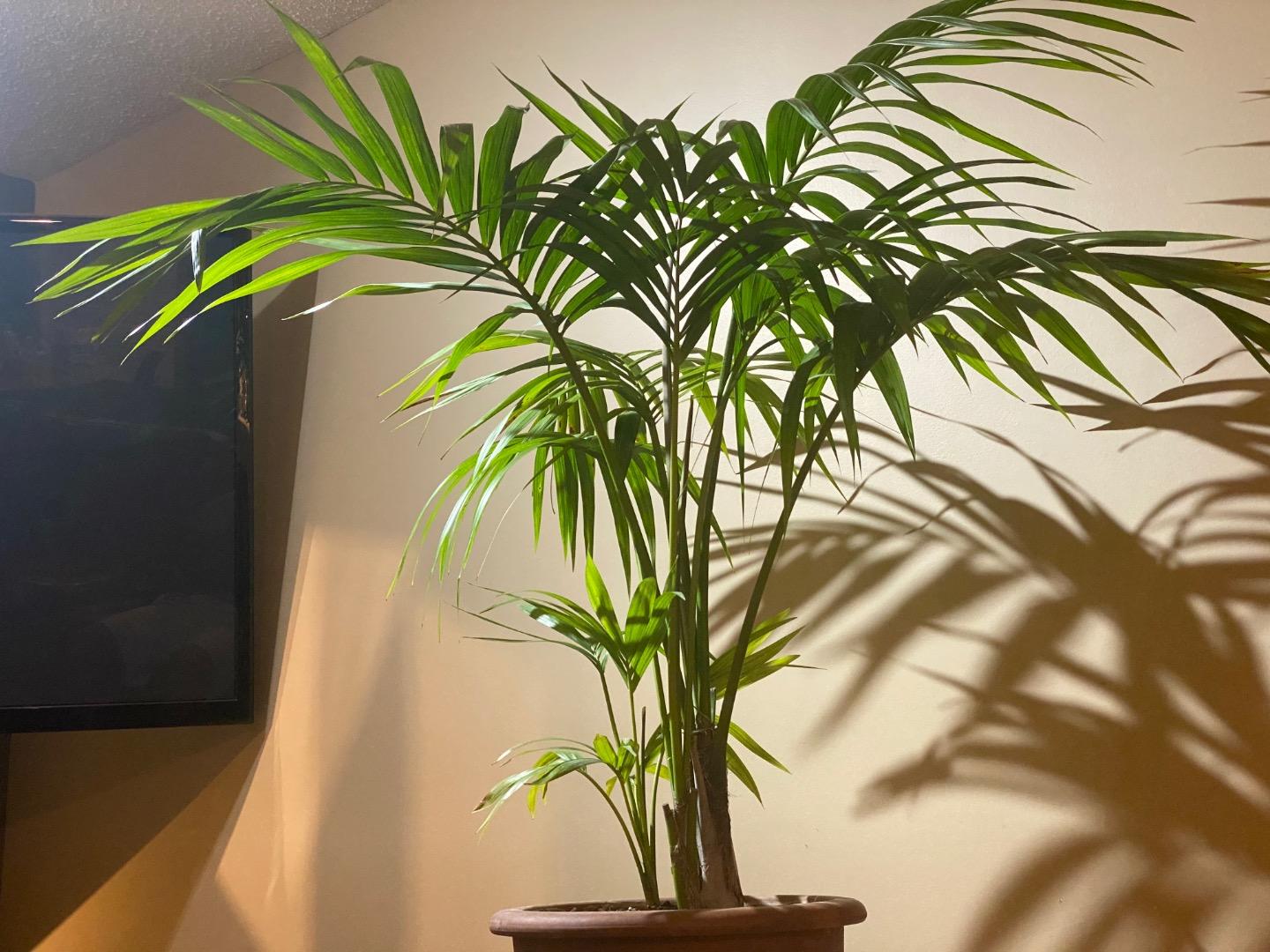 Howea Forsteriana - PALMS IN POTS - PalmTalk