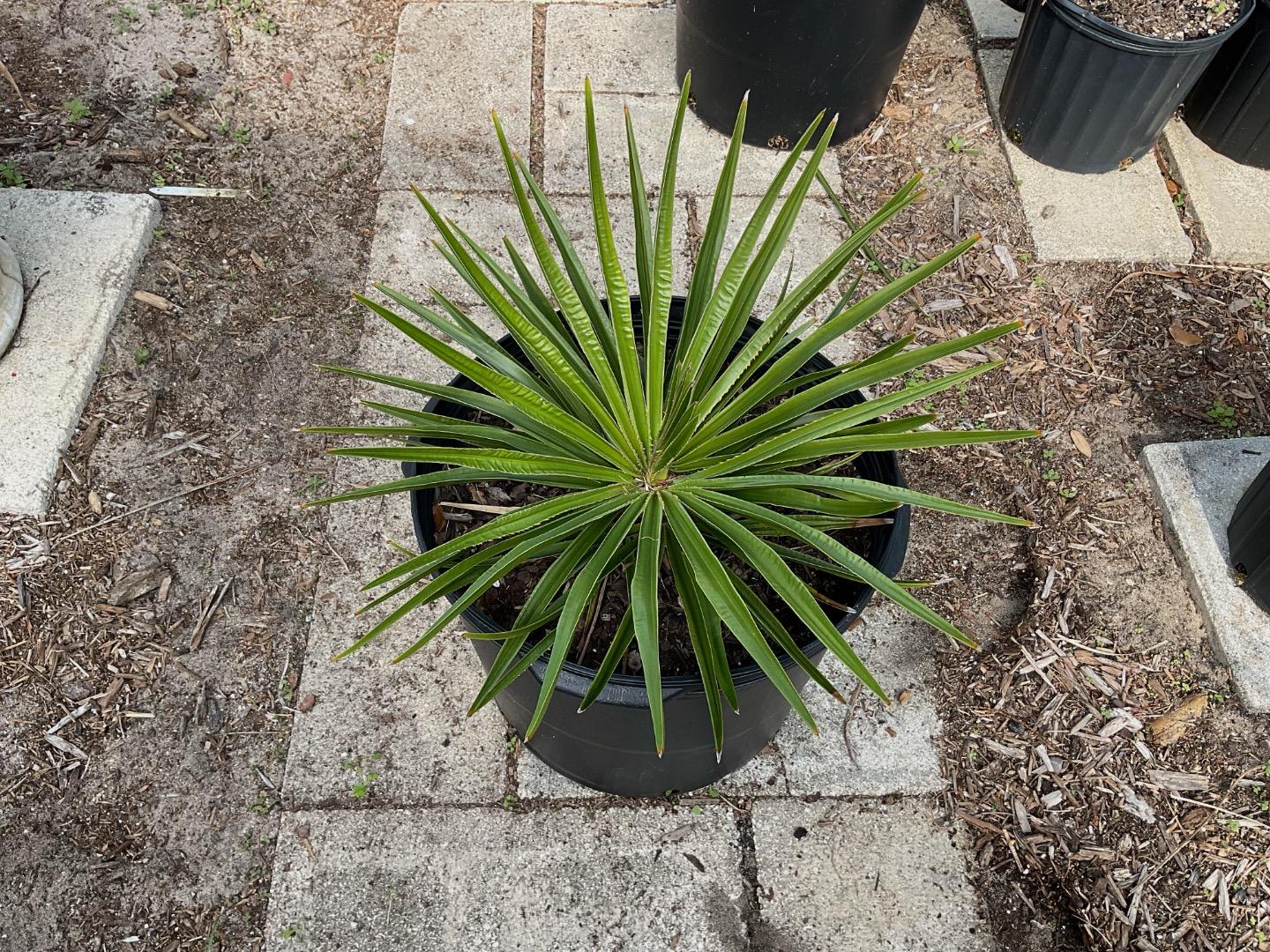Copernicia macroglossa 7gal size- $65 - For Sale - PalmTalk