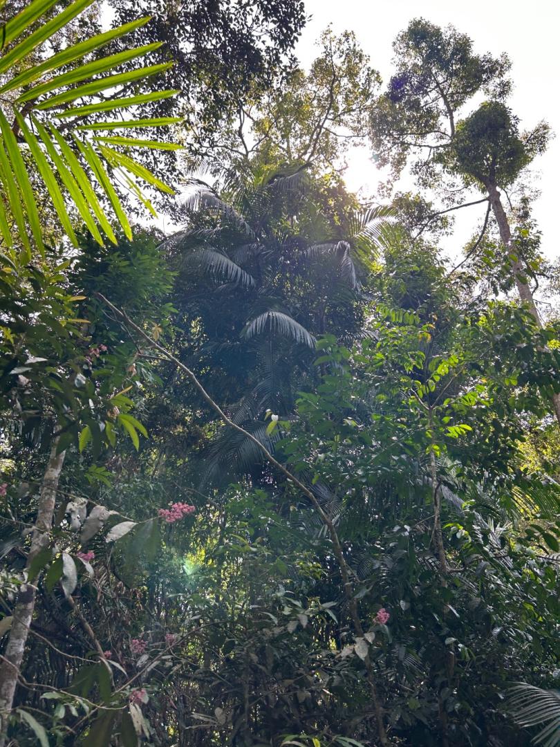 Palm ID? - DISCUSSING PALM TREES WORLDWIDE - PalmTalk