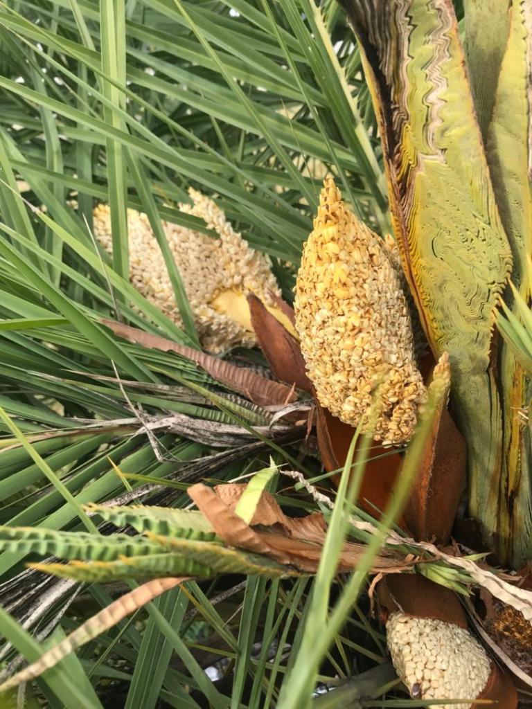 Advice on p.Sylvester pods - COLD HARDY PALMS - PalmTalk
