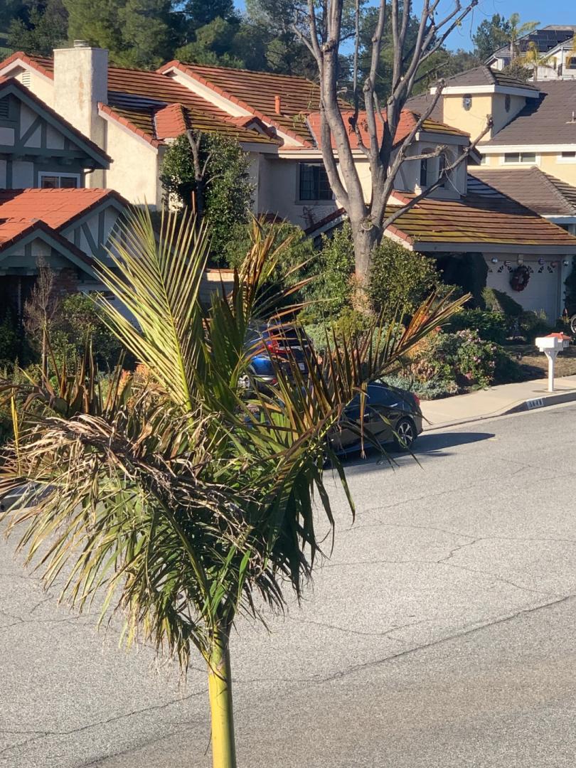 Dark Brown tinting on Royal Fronds - DISCUSSING PALM TREES WORLDWIDE ...