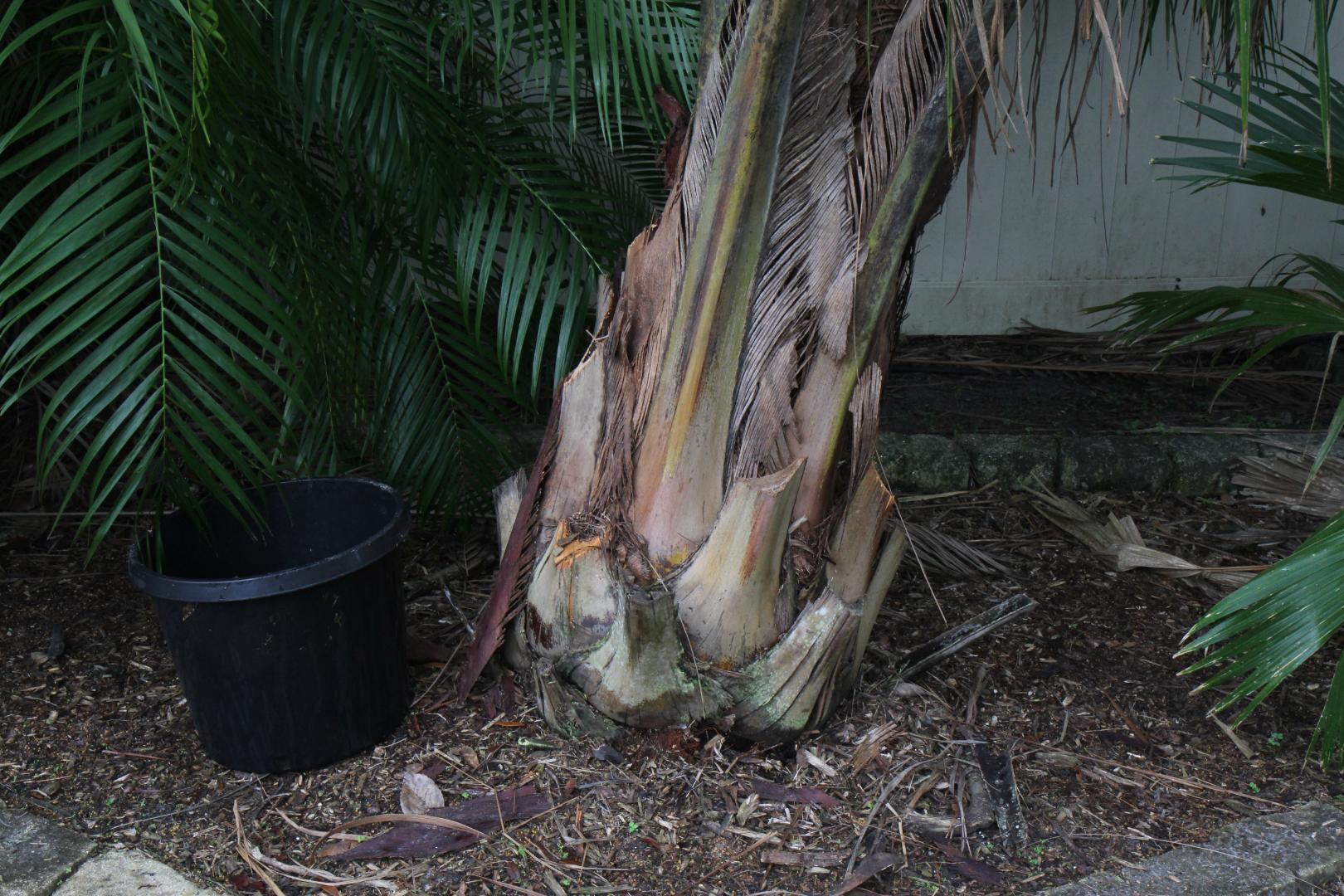 What do you think - are these gone...? - DISCUSSING PALM TREES ...