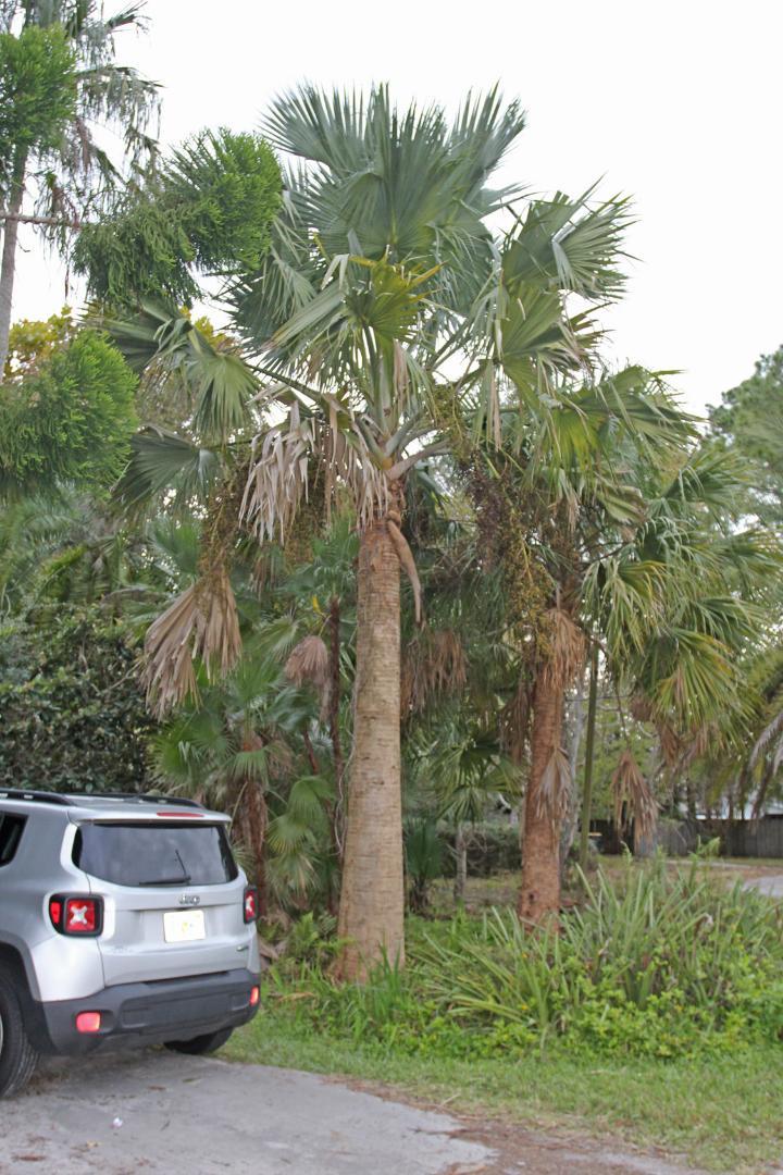 Sabal domingensis - DISCUSSING PALM TREES WORLDWIDE - PalmTalk