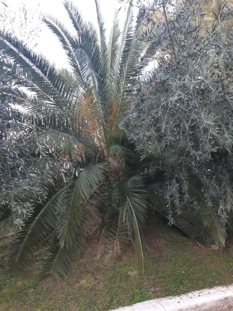 Female Phoenix Canariensis and male Medjool pollen - COLD HARDY PALMS ...