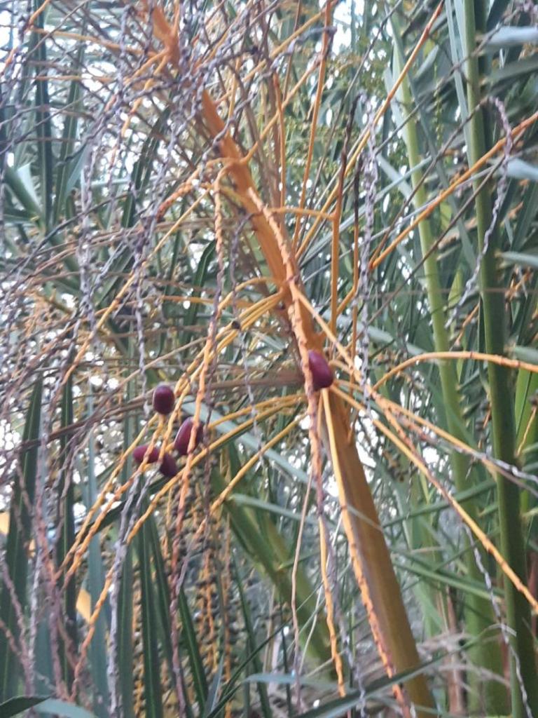 Female Phoenix Canariensis and male Medjool pollen - COLD HARDY PALMS ...