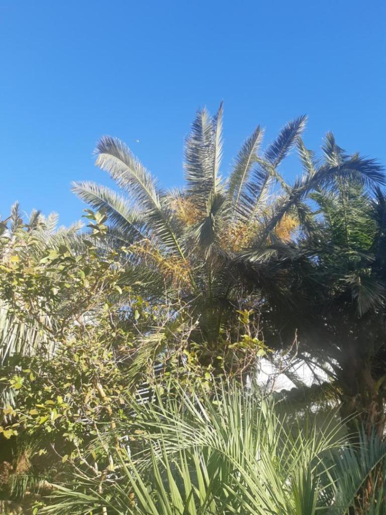 Female Phoenix Canariensis and male Medjool pollen - COLD HARDY PALMS ...