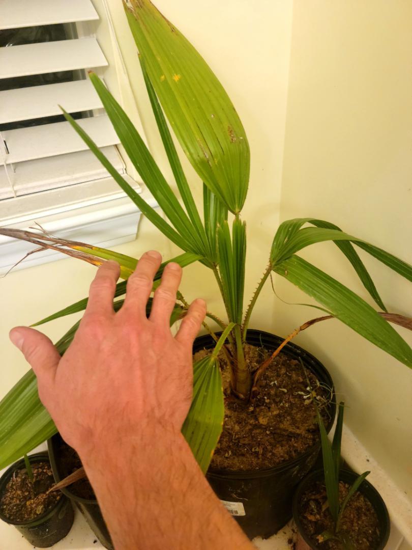 How wet is too wet for Livistona nitida? - DISCUSSING PALM TREES ...
