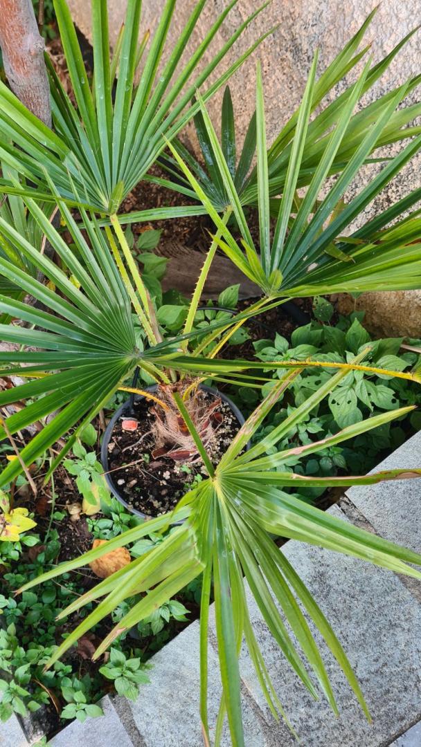 How wet is too wet for Livistona nitida? - DISCUSSING PALM TREES ...