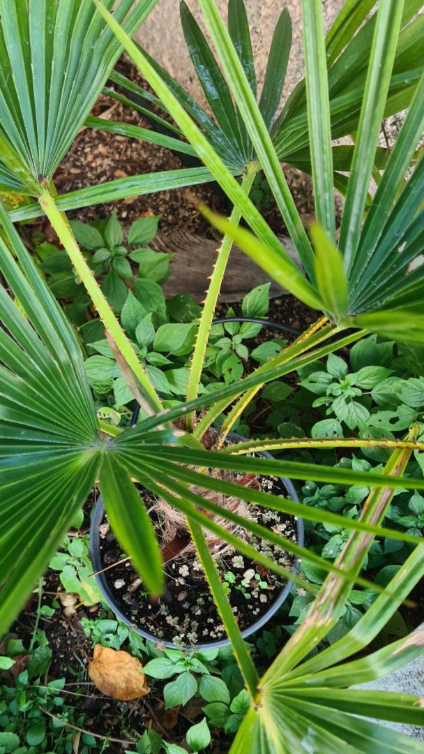 How wet is too wet for Livistona nitida? - DISCUSSING PALM TREES ...