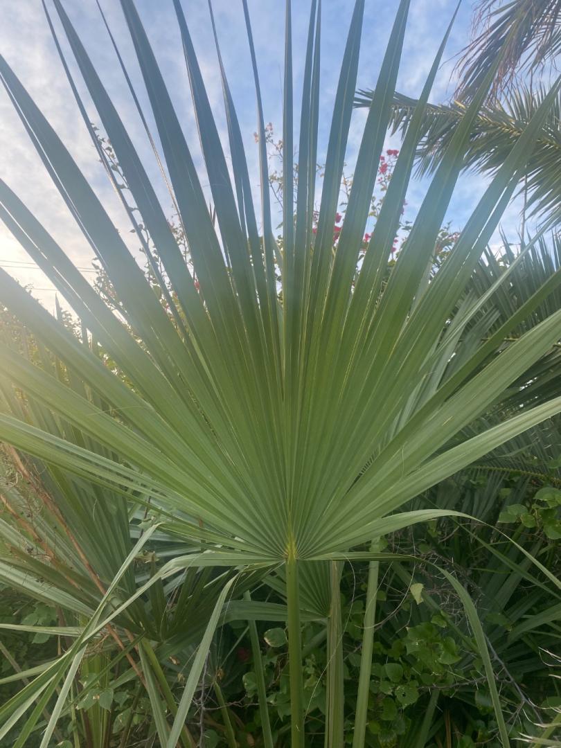 PALM ID EXPERTS - DISCUSSING PALM TREES WORLDWIDE - PalmTalk