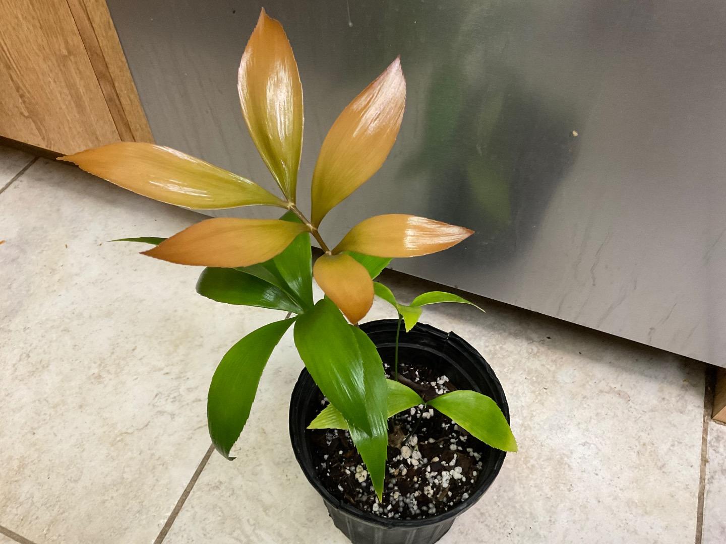 ZAMIA Splendens - For Sale - PalmTalk