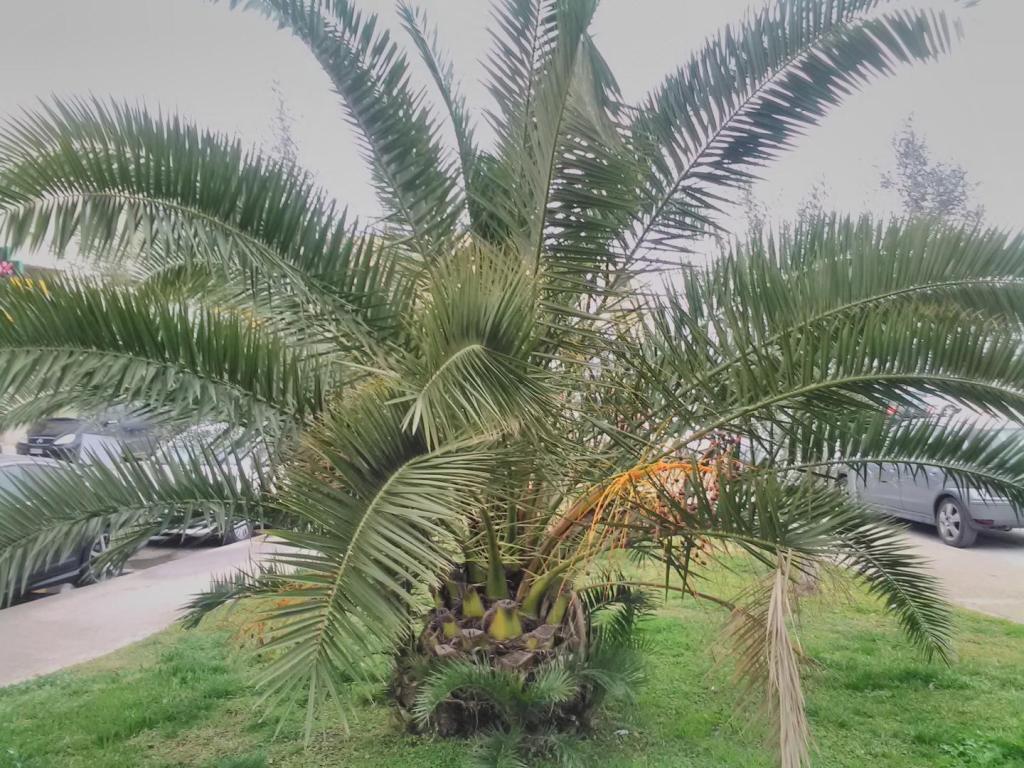 Female Phoenix Canariensis and male Medjool pollen - COLD HARDY PALMS ...