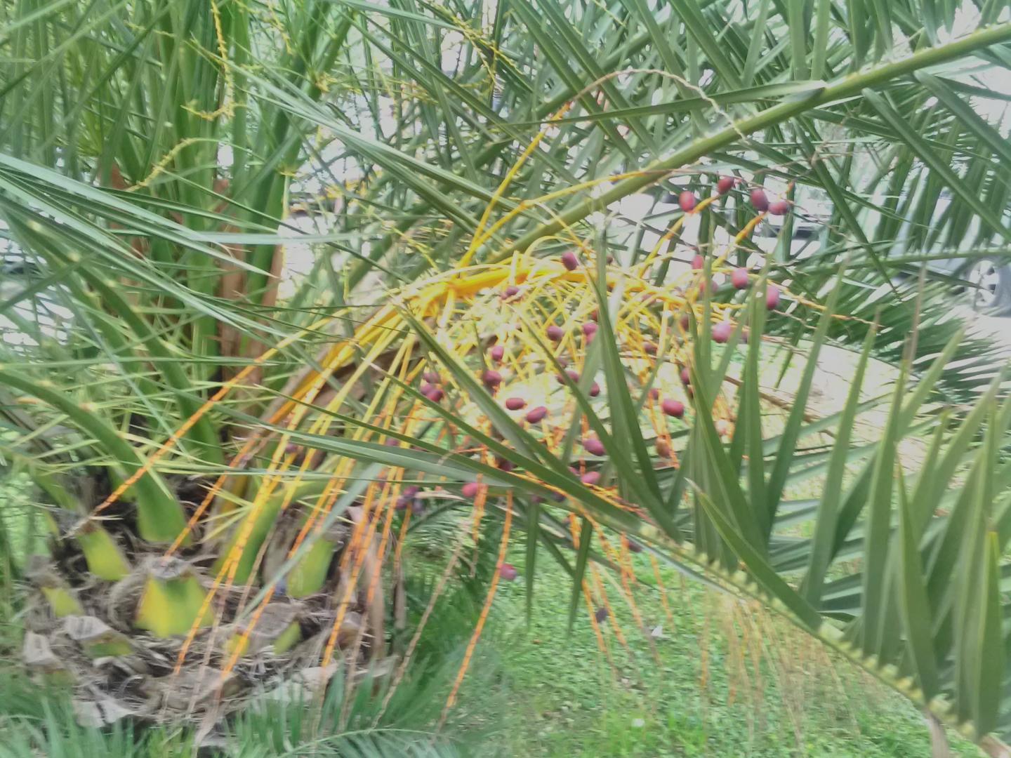 Female Phoenix Canariensis and male Medjool pollen - COLD HARDY PALMS ...