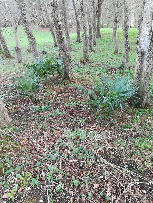 A grove of Trachycarpus and bamboo - DISCUSSING PALM TREES WORLDWIDE ...