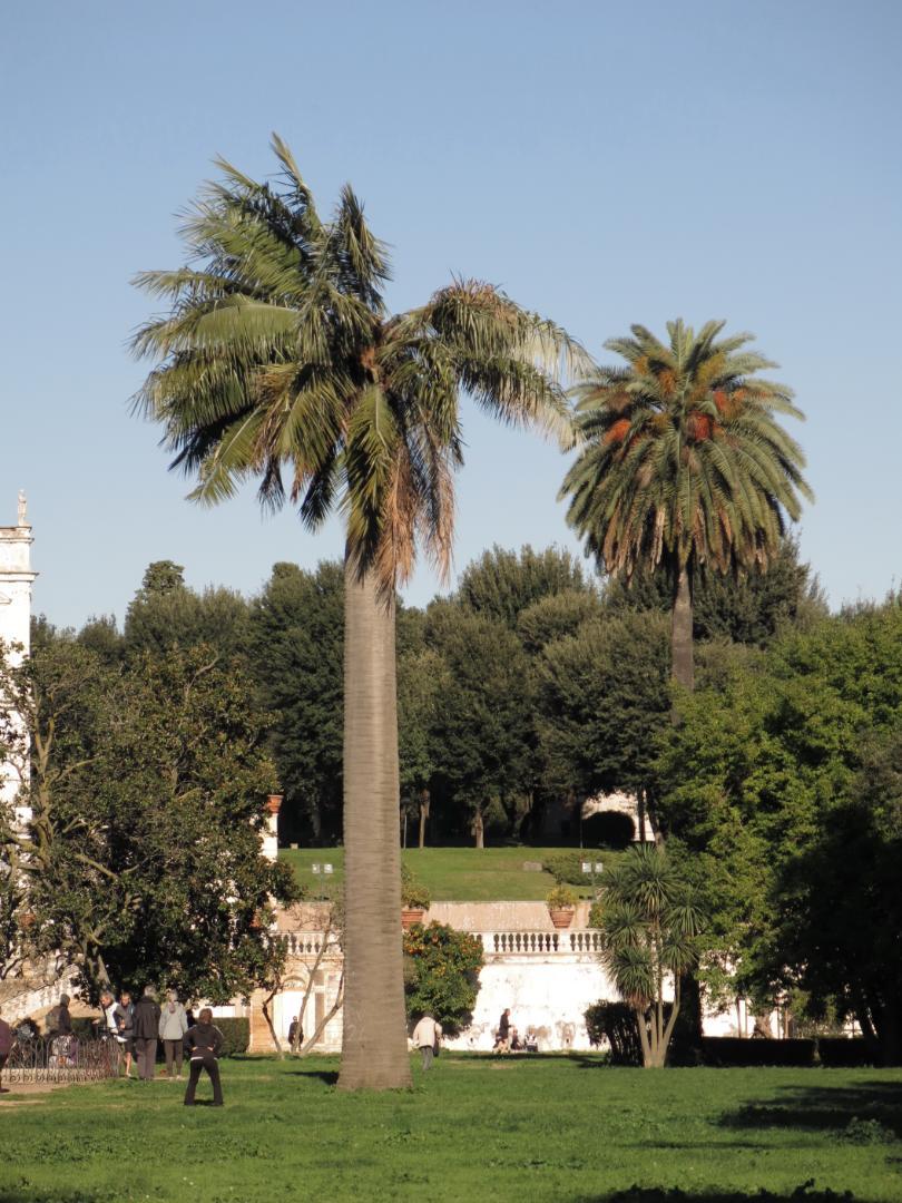 Eight years old pictures - DISCUSSING PALM TREES WORLDWIDE - PalmTalk