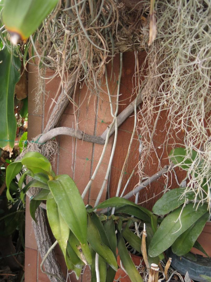 It's time to go back to the trenches! - TROPICAL LOOKING PLANTS - Other ...