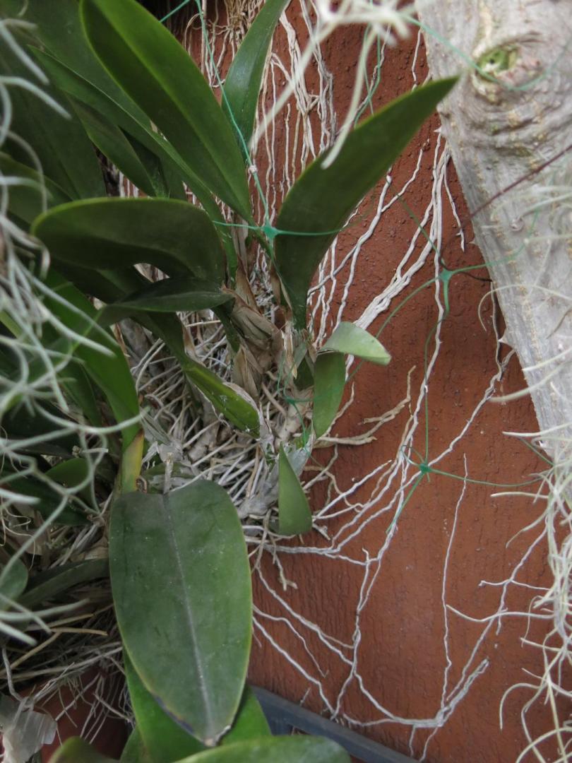 It's time to go back to the trenches! - TROPICAL LOOKING PLANTS - Other ...