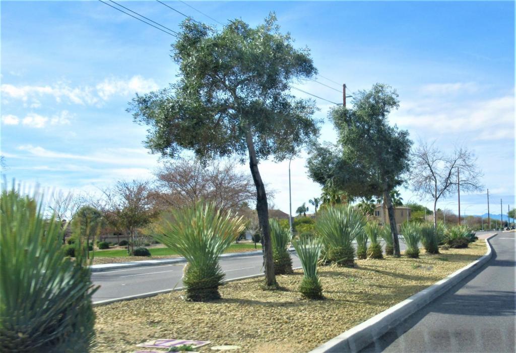 Landscape Maintenance Failures... The Awful Commercial Landscapes ...
