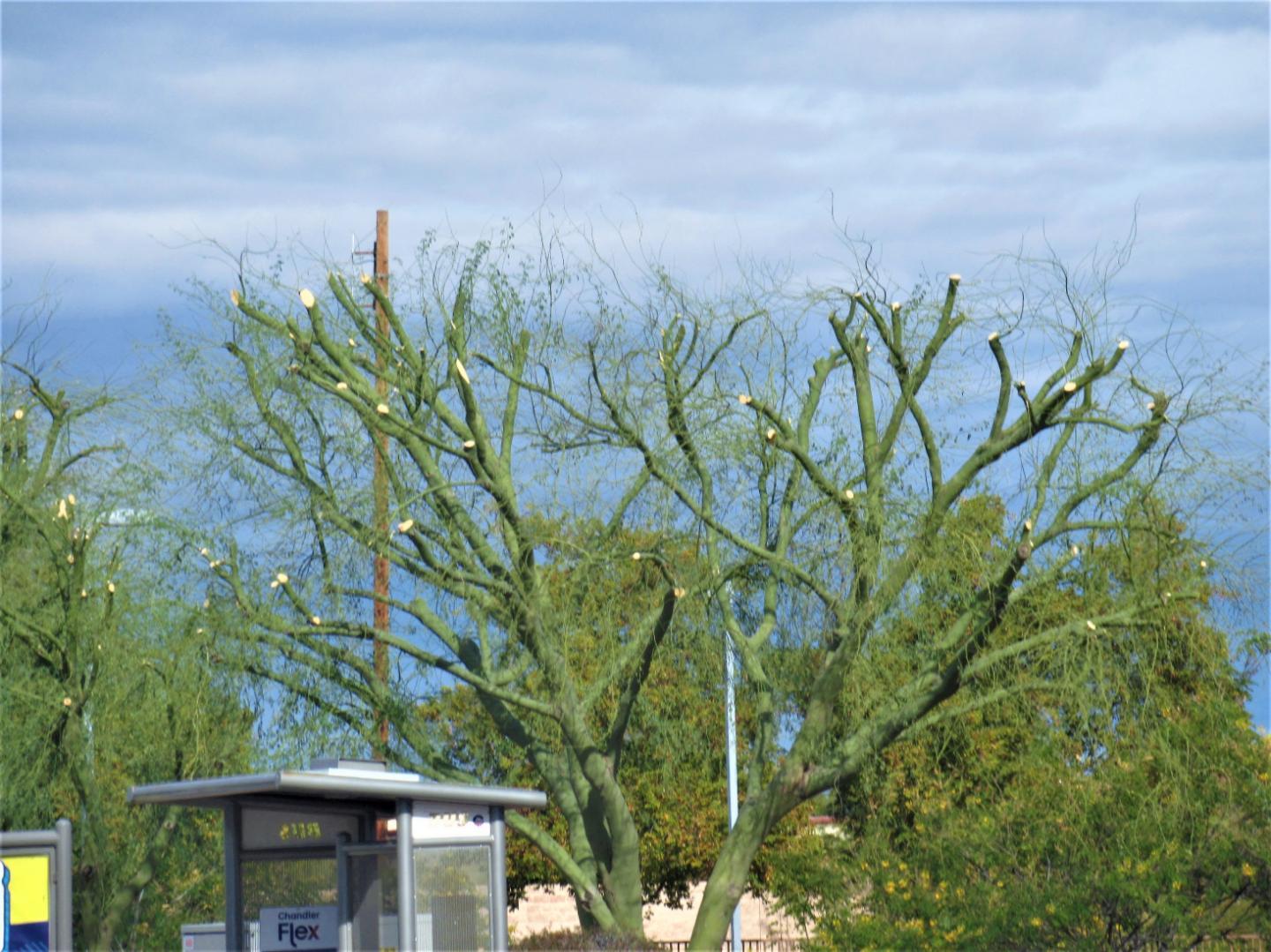 Landscape Maintenance Failures... The Awful Commercial Landscapes ...