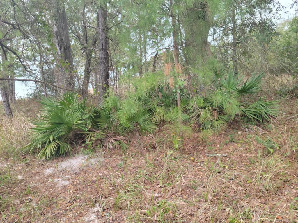 Newly found stands of wild/volunteer sabal minor! - DISCUSSING PALM ...