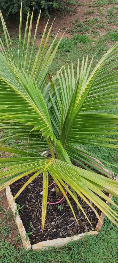 Coconut Palm disease? - DISCUSSING PALM TREES WORLDWIDE - PalmTalk