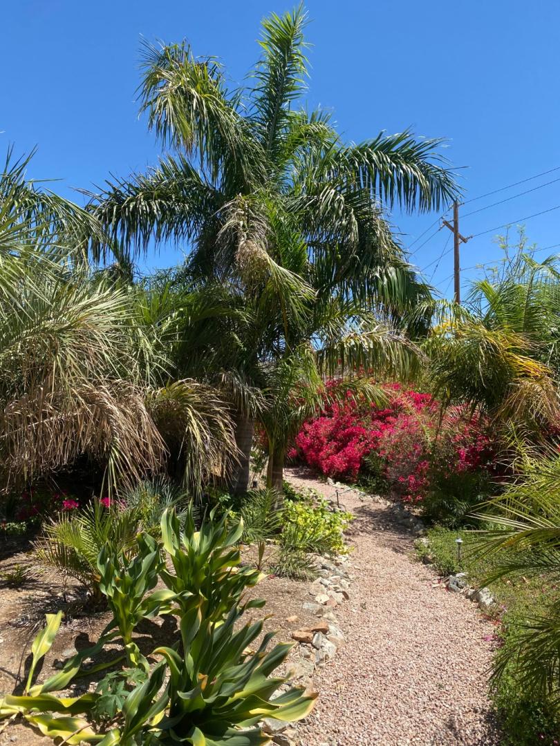 Royal - how many new fronds to expect this spring? - DISCUSSING PALM ...