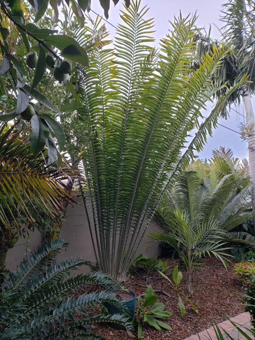 Encephalitis laurentianus? - TROPICAL LOOKING PLANTS - Other Than Palms ...
