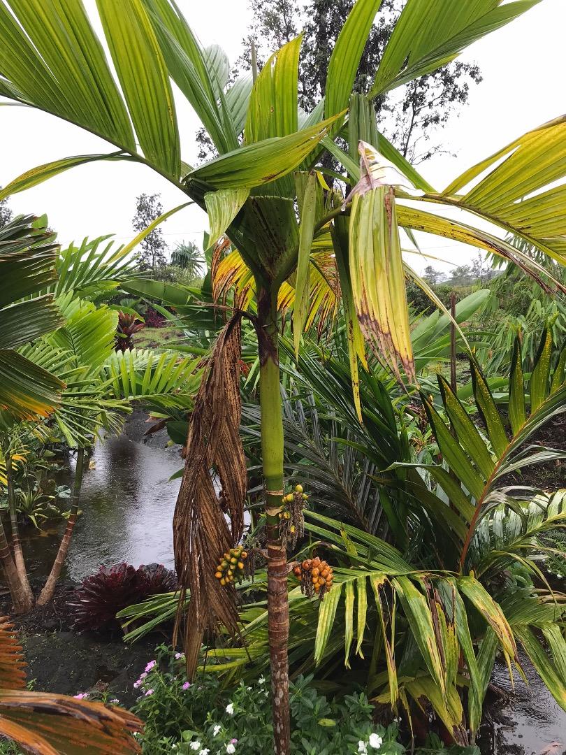 Areca ID, maybe a hybrid? - DISCUSSING PALM TREES WORLDWIDE - PalmTalk