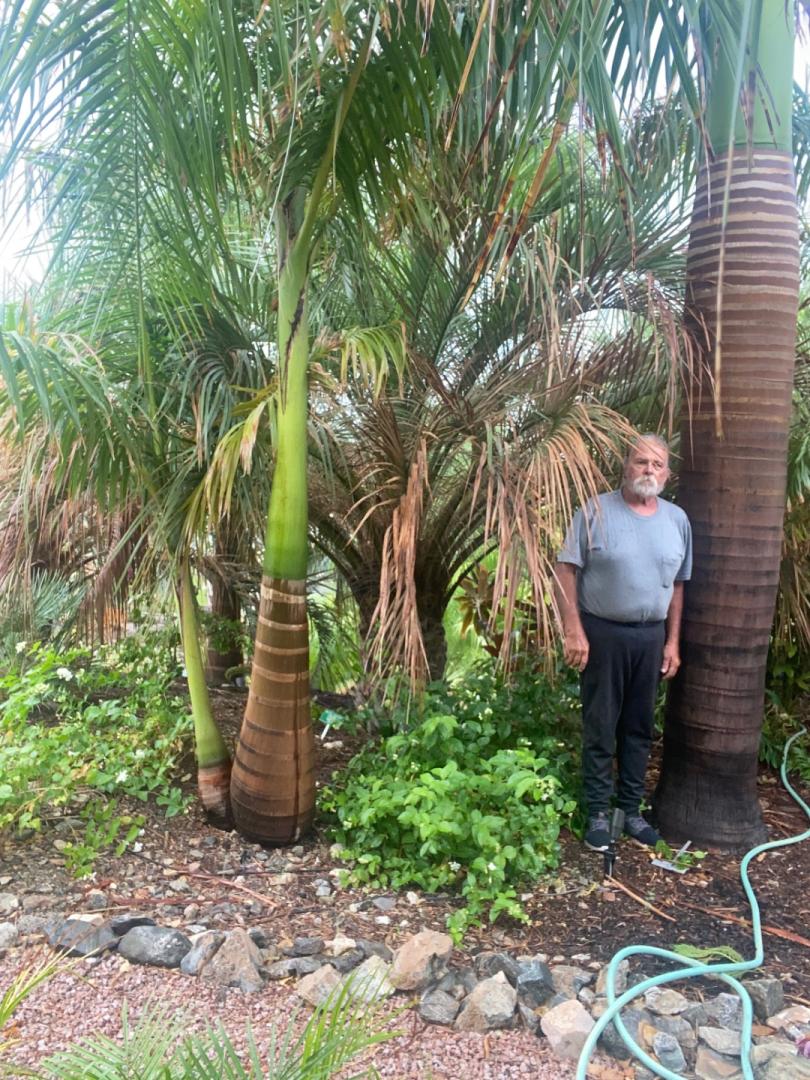 Royal - how many new fronds to expect this spring? - DISCUSSING PALM ...