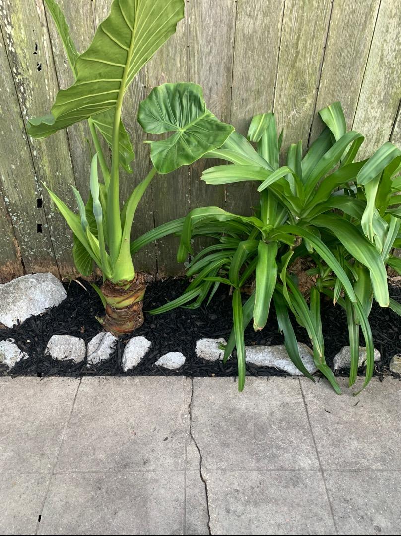 Elephant Ear Trunk 3ft Tall - TROPICAL LOOKING PLANTS - Other Than ...