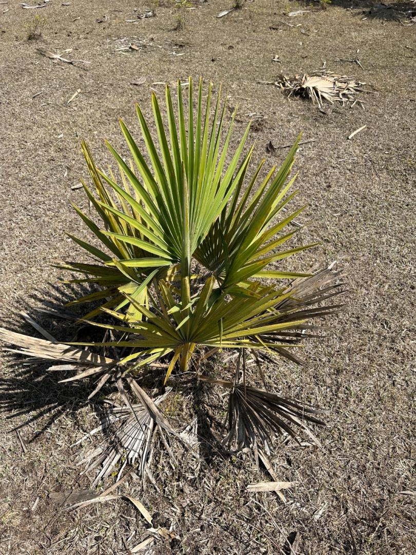 Planning a palm trip to Western Cuba this winter - DISCUSSING PALM ...