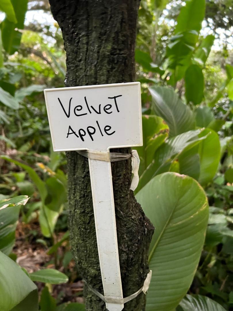 Post your Velvet Apples (Mabolo) - TROPICAL LOOKING PLANTS - Other Than ...
