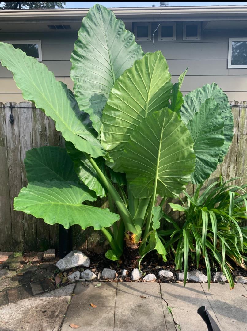 Elephant Ear Trunk 3ft Tall - TROPICAL LOOKING PLANTS - Other Than ...