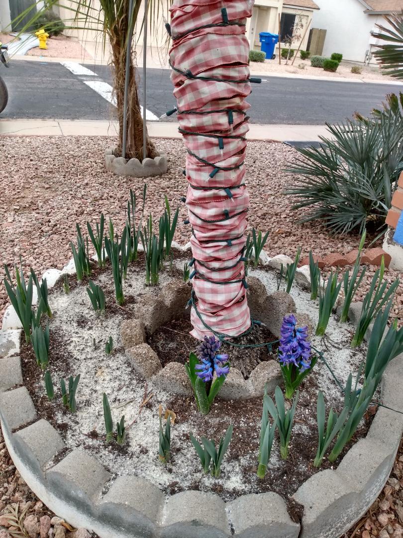 False spring plantings - DISCUSSING PALM TREES WORLDWIDE - PalmTalk