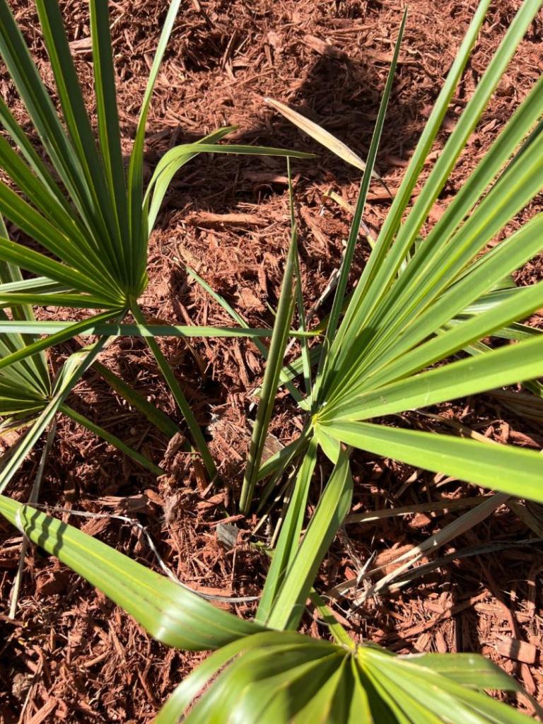 Sabal Palmetto in Zone 7B ? - COLD HARDY PALMS - PalmTalk