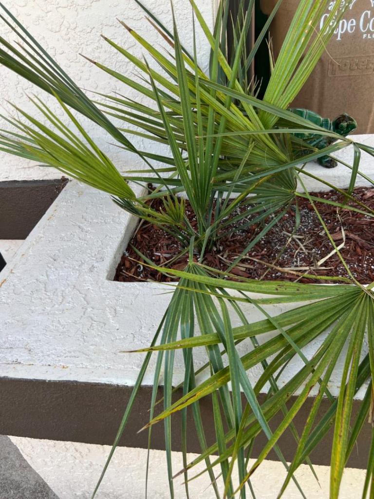 Sabal Palmetto in Zone 7B ? - COLD HARDY PALMS - PalmTalk